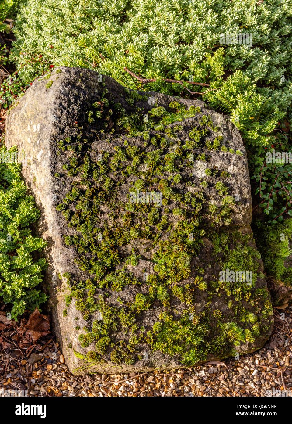 Rhizoids hi-res stock photography and images - Alamy