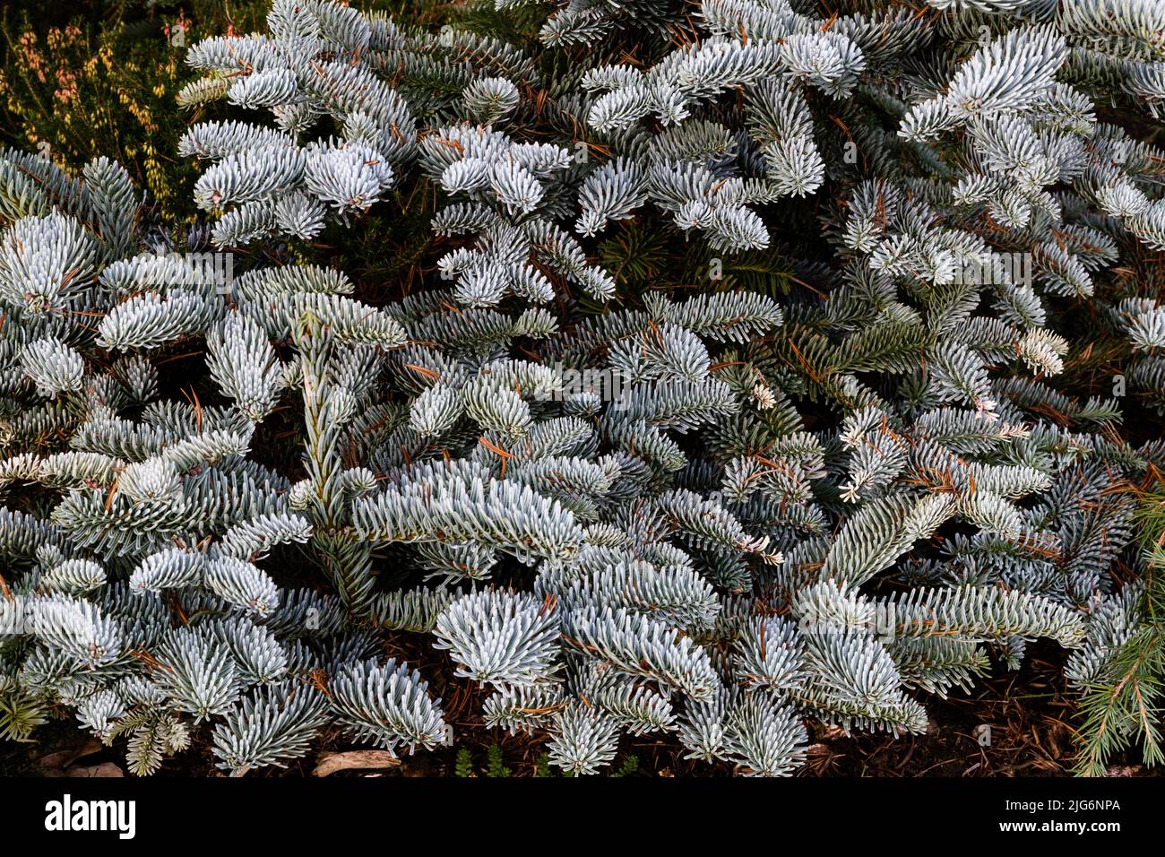 Blue pine tree hi-res stock photography and images - Alamy
