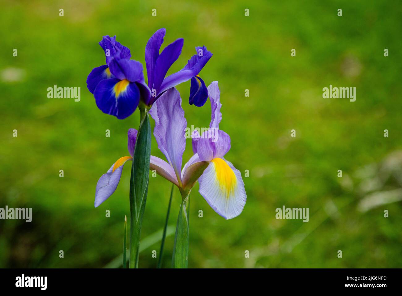 Dutch Iris 'Discovery' and Dutch Iris 'Pink Panther' in flower Stock ...