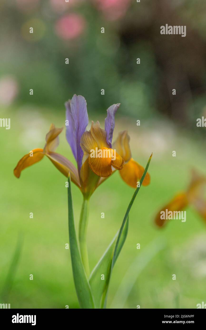 Dutch Iris Picasso Stock Photo - Alamy