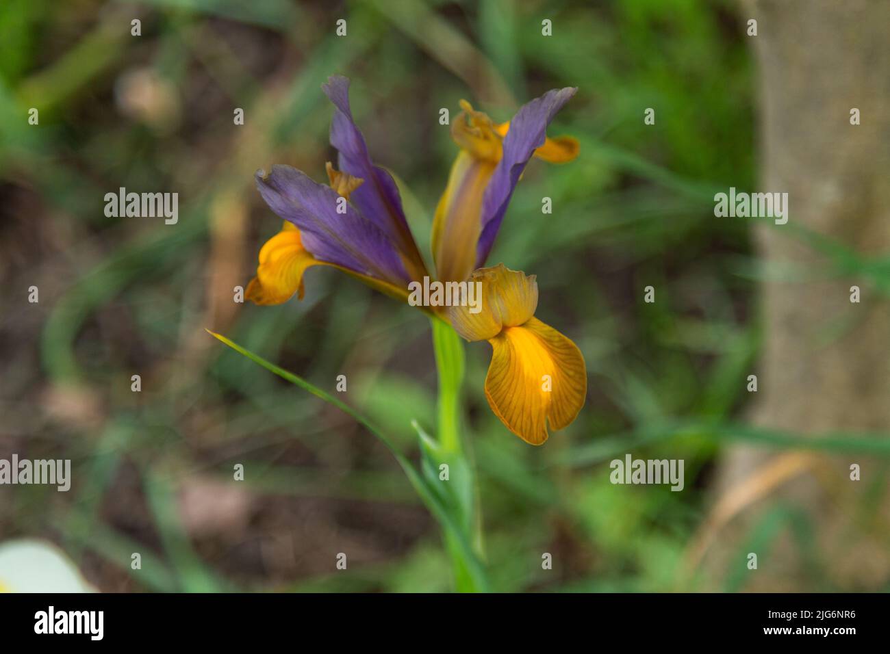 Dutch Iris Picasso Stock Photo - Alamy