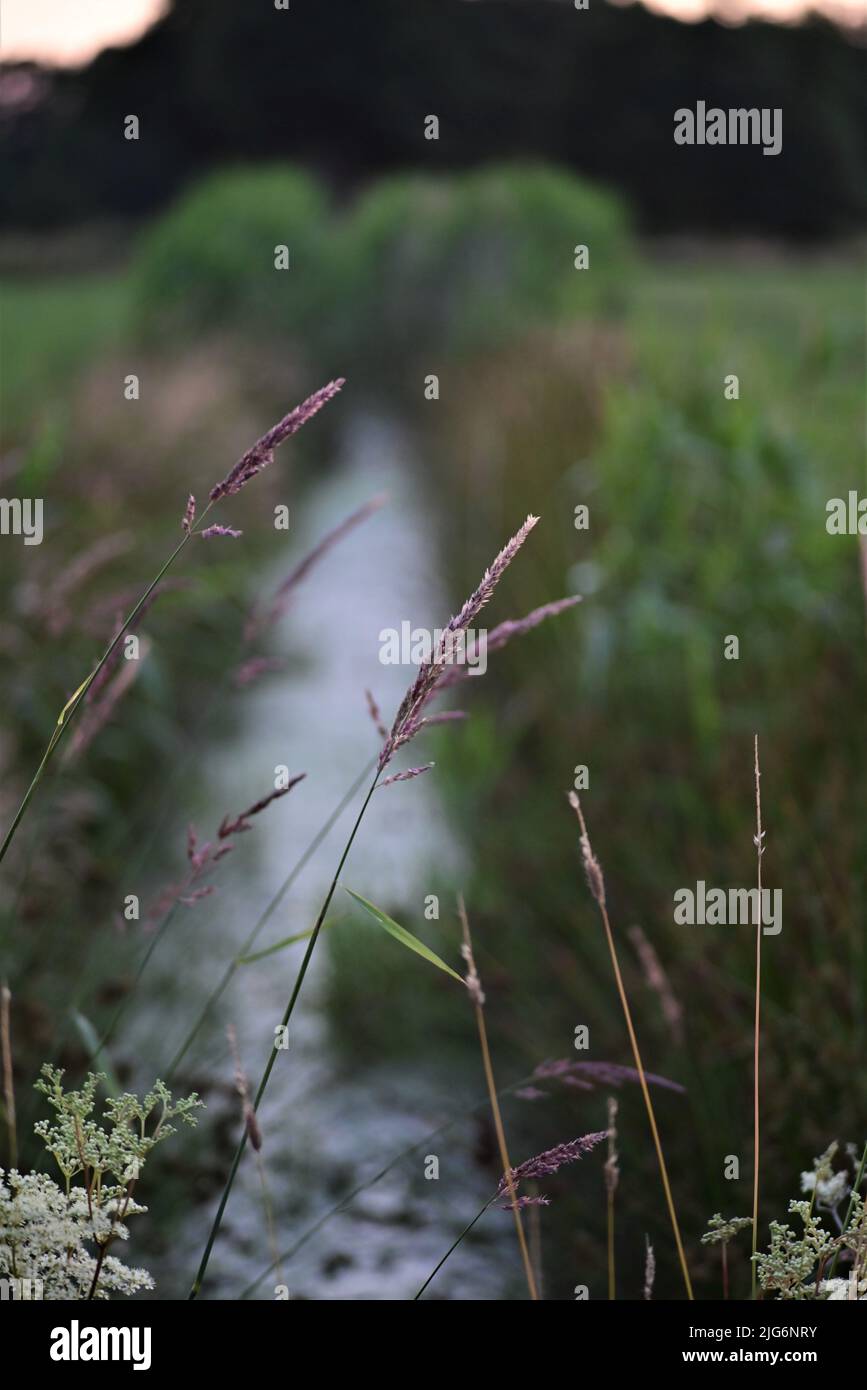 Little streamlet between meadows with greens at the side Stock Photo ...