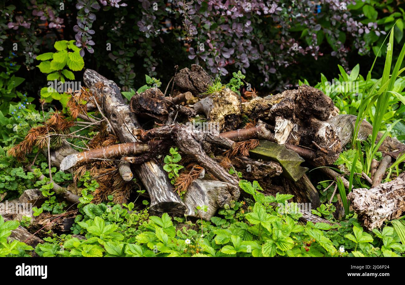 A pile of decaying logs left at the side of a garden to create an ...