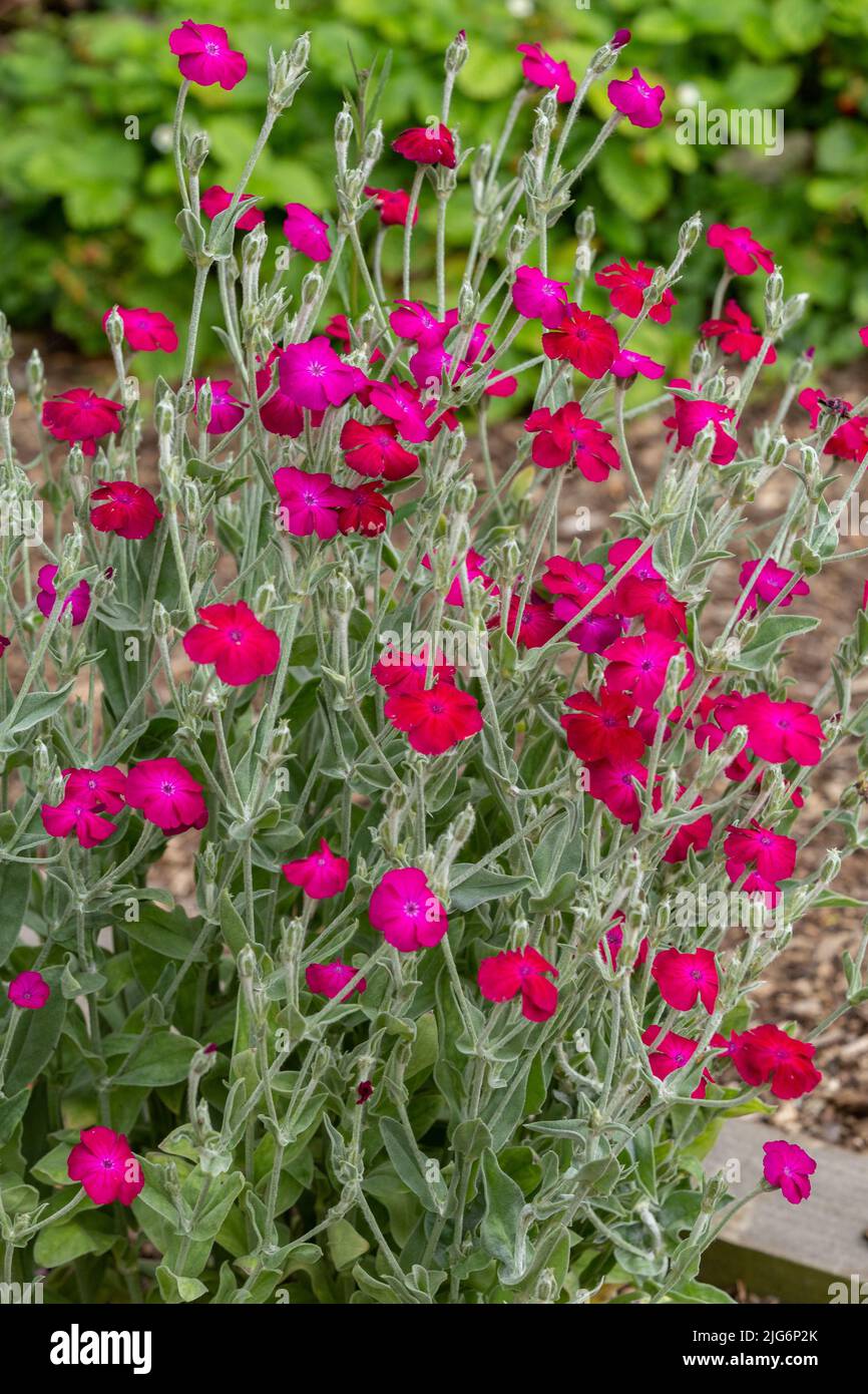 Lychnis coronaria (Rose Campion) in flower Stock Photo - Alamy
