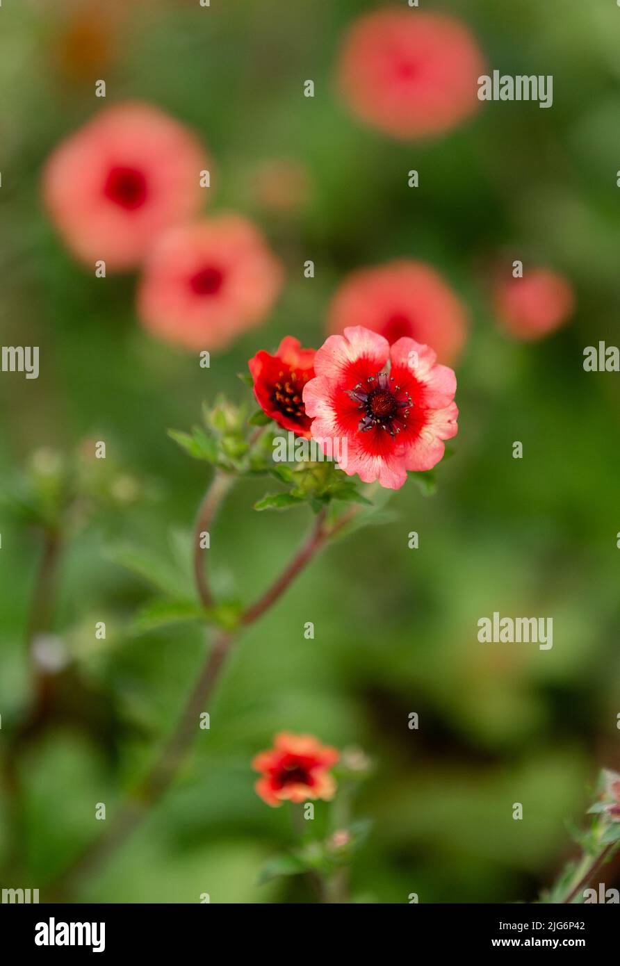 Geum flower with negative space hi-res stock photography and images - Alamy