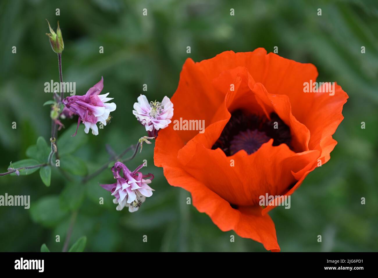 Red poppy blossom next to a columbine as a close up Stock Photo - Alamy