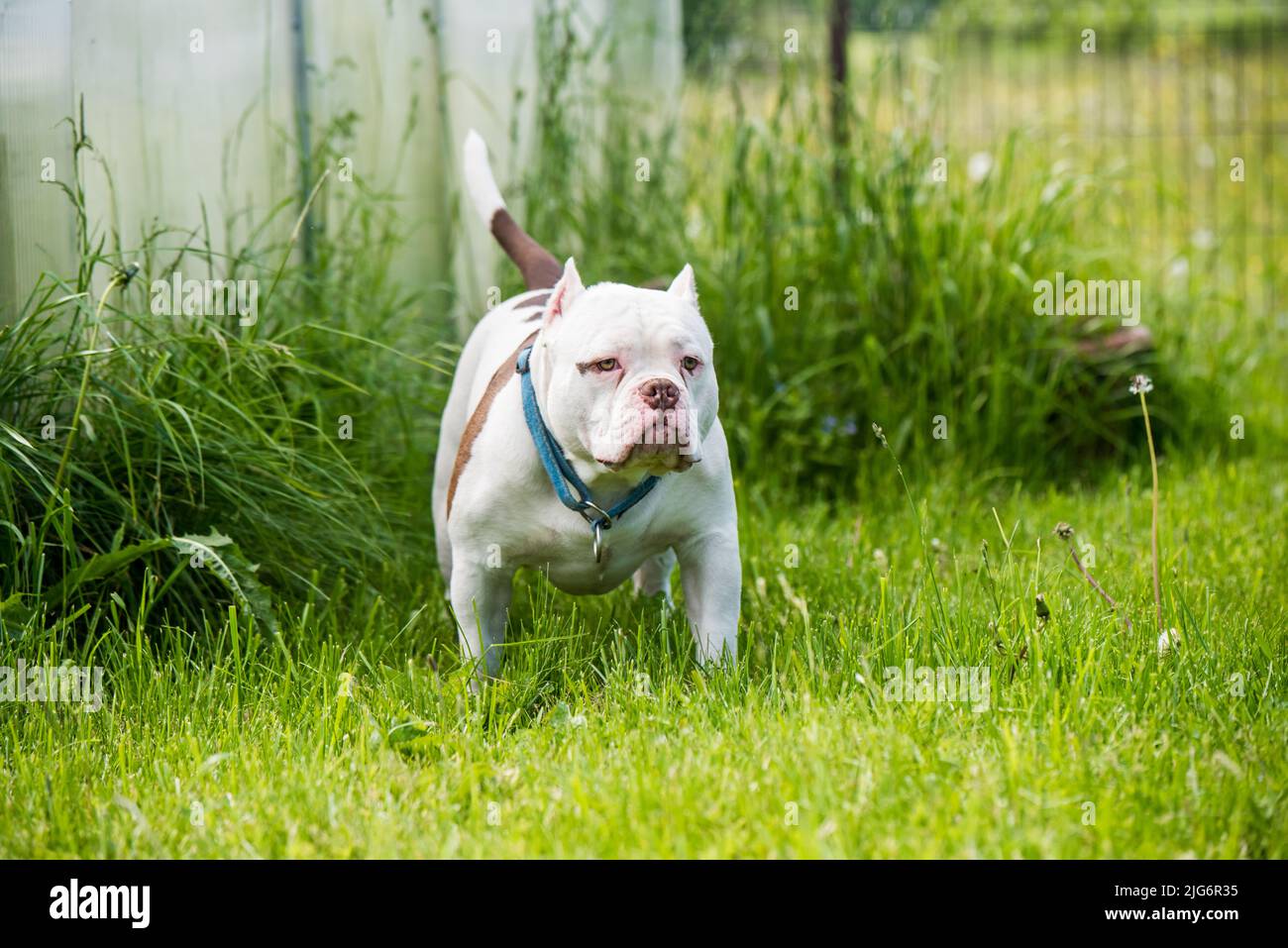 White color male American Bully dog is walking on green grass Stock ...
