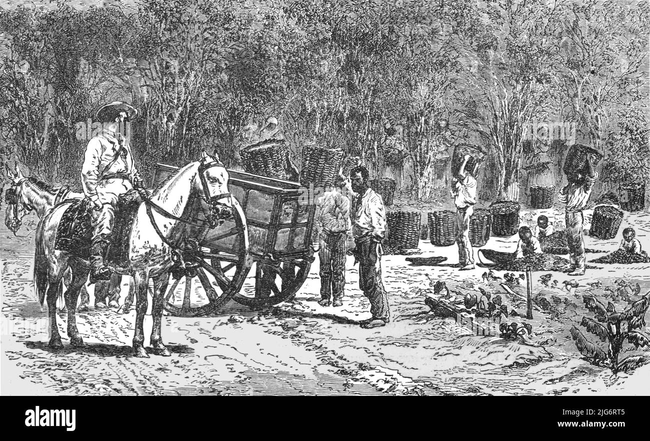 'Coffee Gathering; Rio De Janeiro and the Organ Mountains', 1875 ...