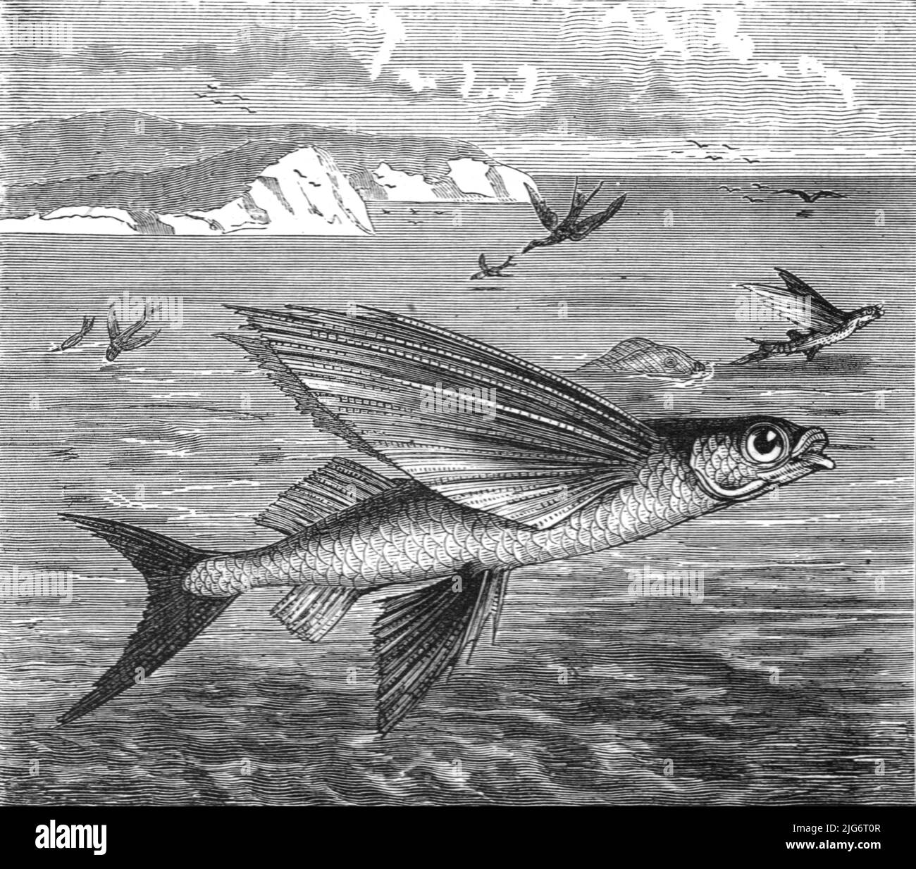 'Flying Fish and their Foes; A Flying Visit to Florida', 1875. From ...
