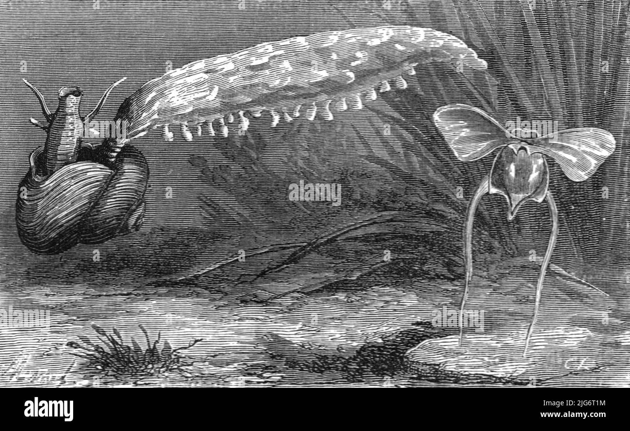 'Bait of the Florida Fisherman; A Flying Visit to Florida', 1875. From ...