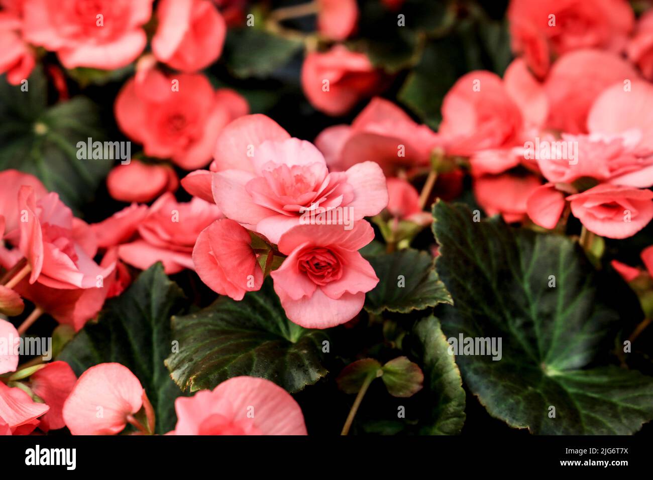 Beautiful and colorful Begonia Hiemalis plants in the garden Stock ...