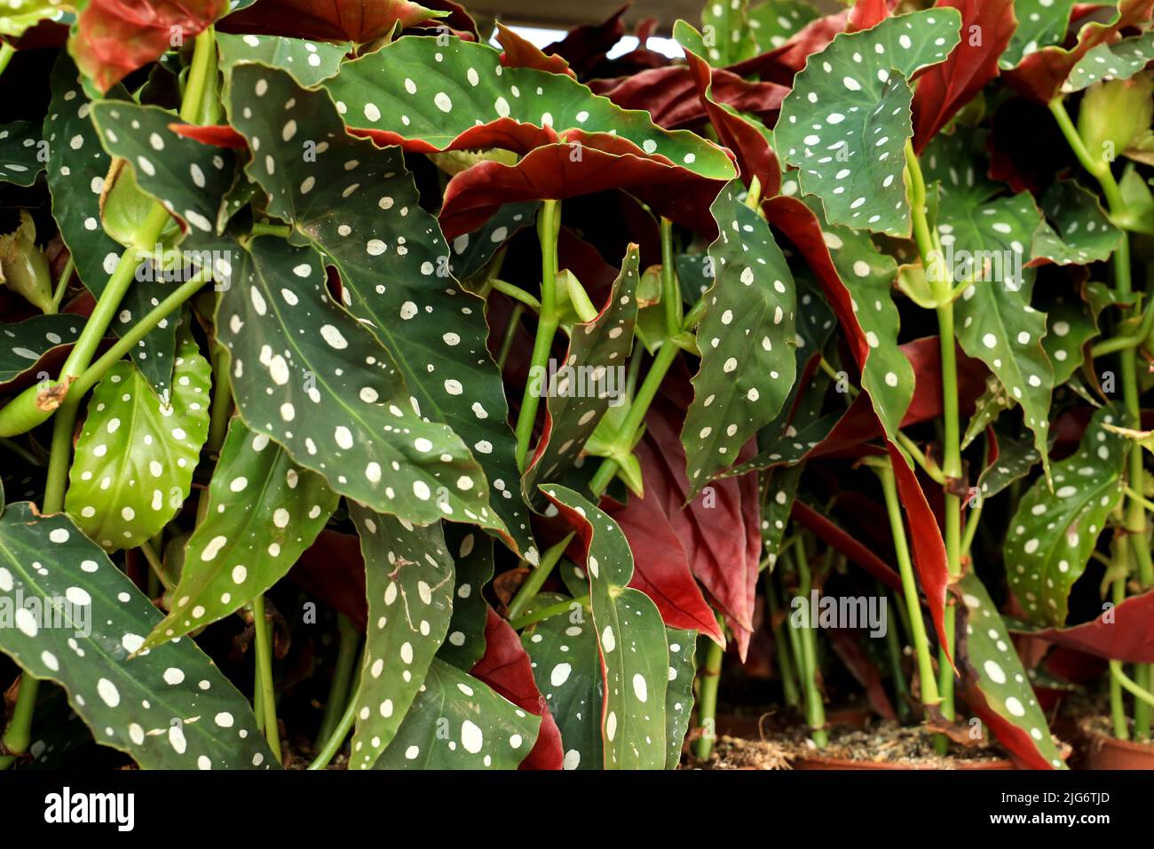 Beautiful and colorful Begonia Maculata plants in the garden Stock ...
