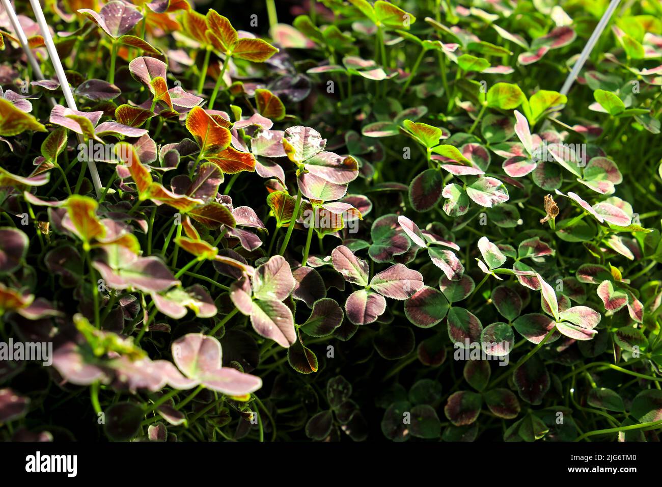 Colorful Oxalis plants, clovers, under the sun in the garden Stock ...