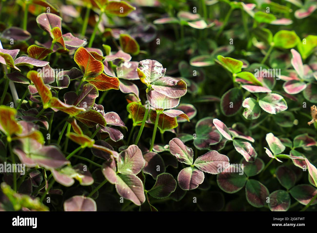 Colorful Oxalis plants, clovers, under the sun in the garden Stock ...