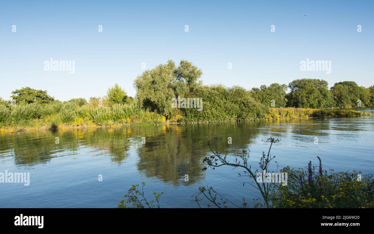 Chiswick Eyot in the River Thames in southwest London, England, UK ...