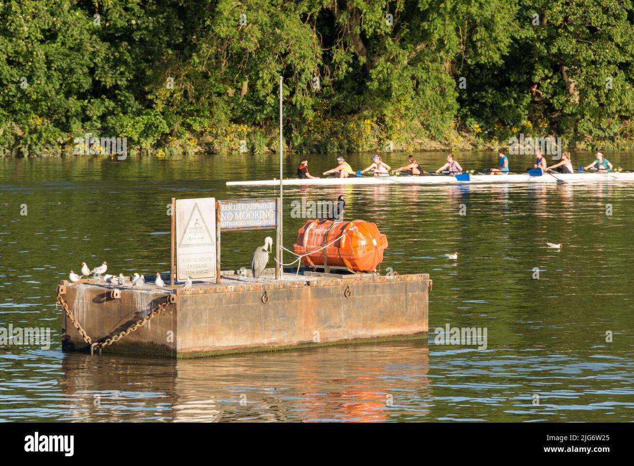 A grey heron (Ardea cinerea) and a Guillemot (Alcidae) perching on a ...