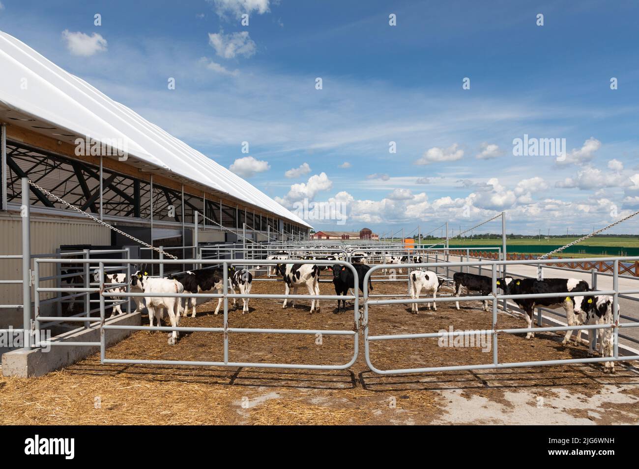 outdoor walking for young calves on a modern farm Stock Photo - Alamy