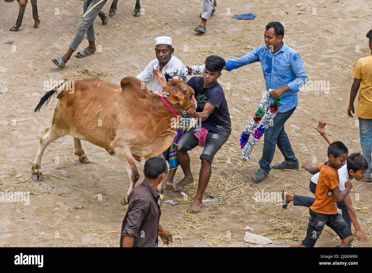 Buyers return home after buying a cow from a cattle market ahead of the ...