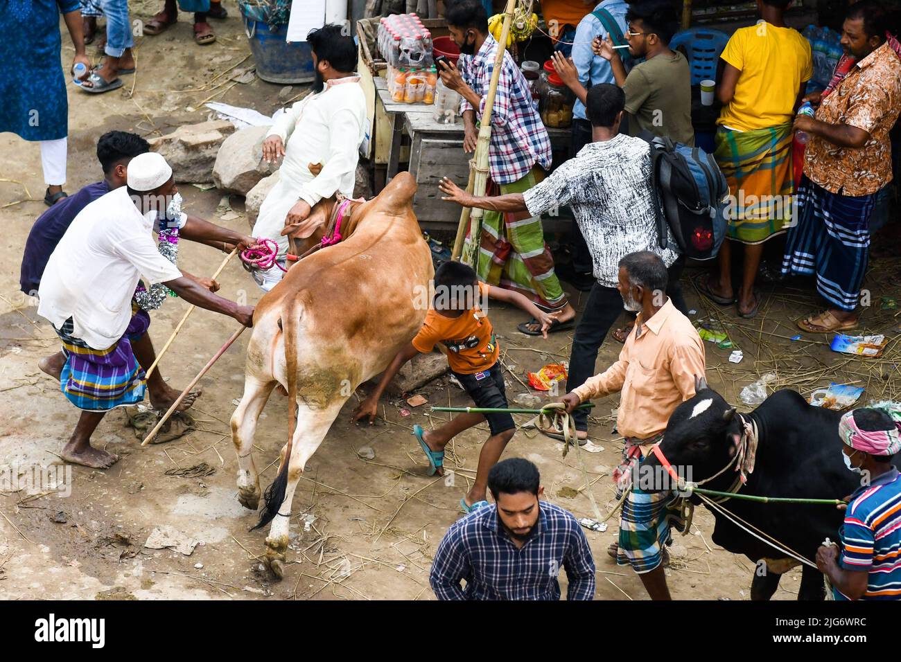 Buyers return home after buying a cow from a cattle market ahead of the ...