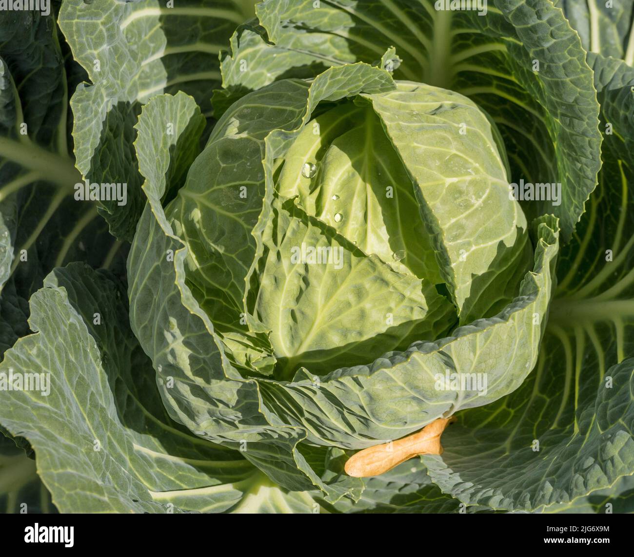 Cabbage cabbice f1 hi-res stock photography and images - Alamy