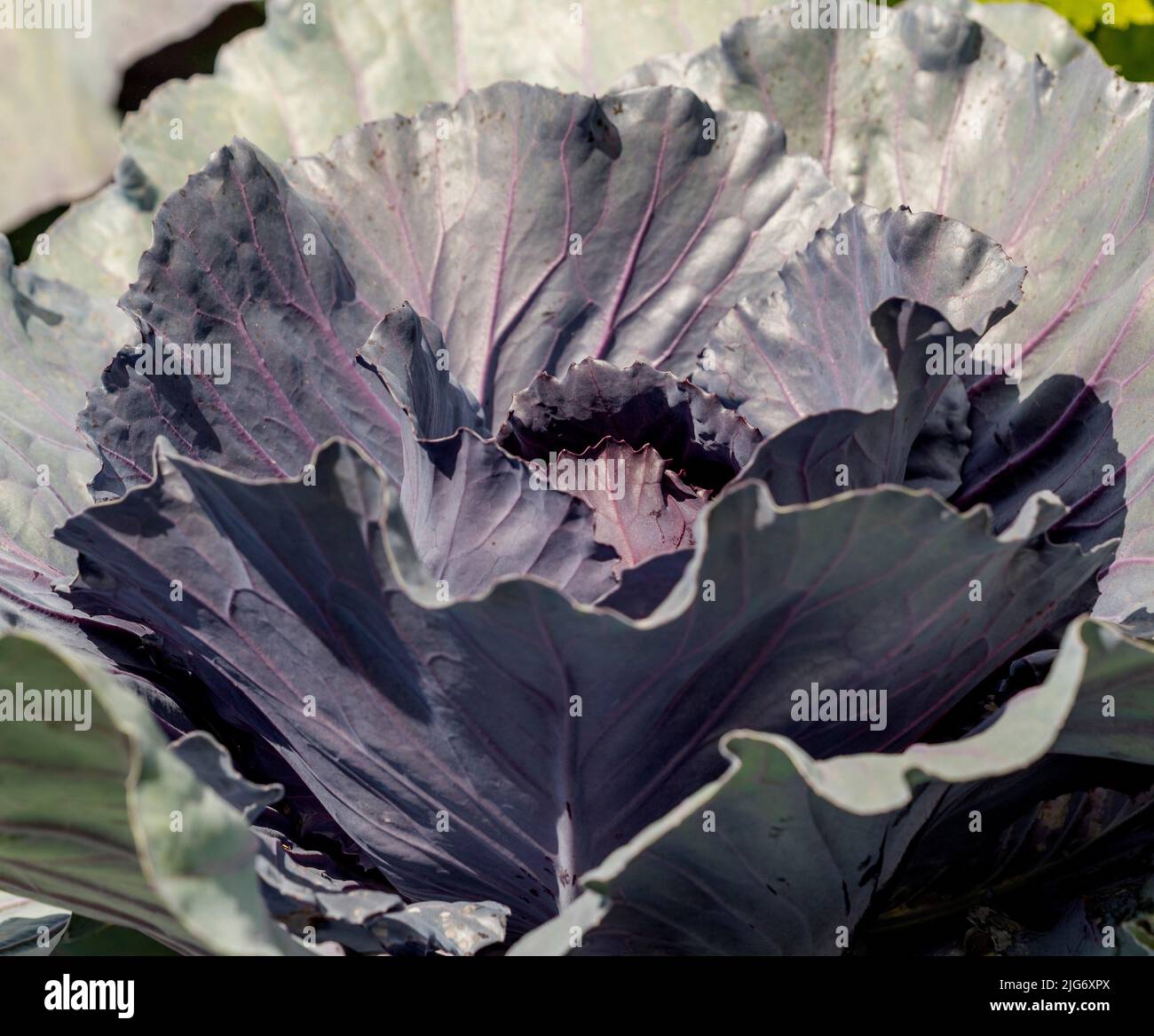 Sunlit red cabbage growing in a UK garden Stock Photo - Alamy