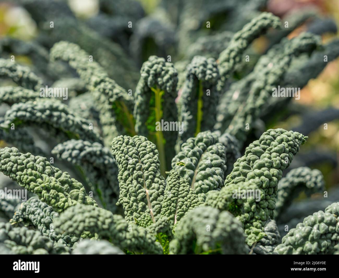Kale garden leaves hi-res stock photography and images - Alamy