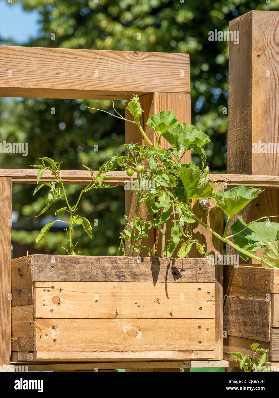 Wooden pallets repurposed into containers to grow vegetables, in a UK allotment Stock Photo - Alamy