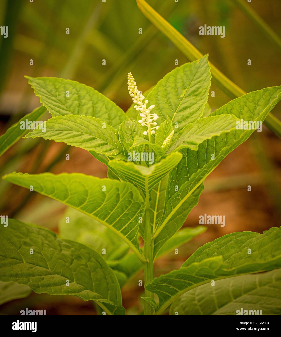 White flowers of Phytolacca Americana commonly know as American ...