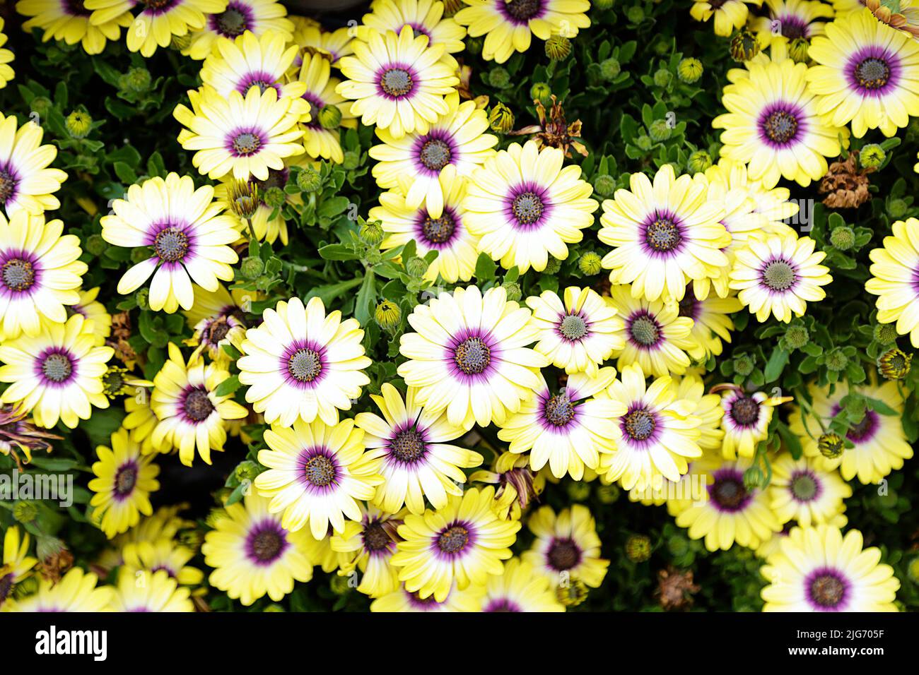 Background yellow dimorphotheca ecklonis flowers. Top view Stock Photo ...