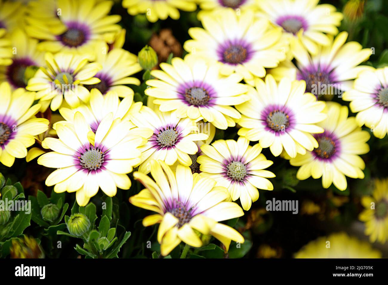 Background yellow dimorphotheca ecklonis flowers. Top view Stock Photo ...