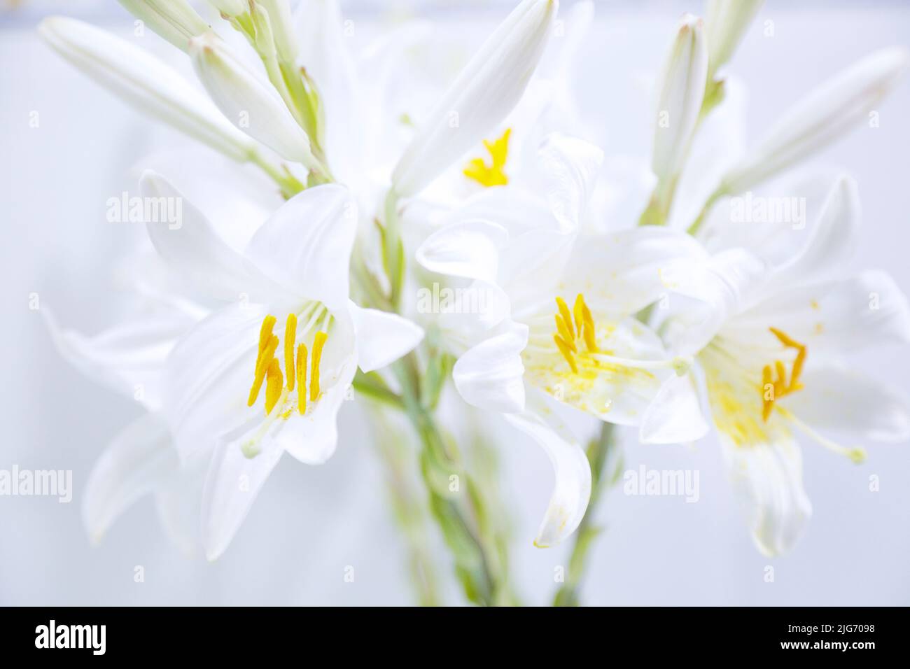 Lilium candidum bloom hi-res stock photography and images - Alamy