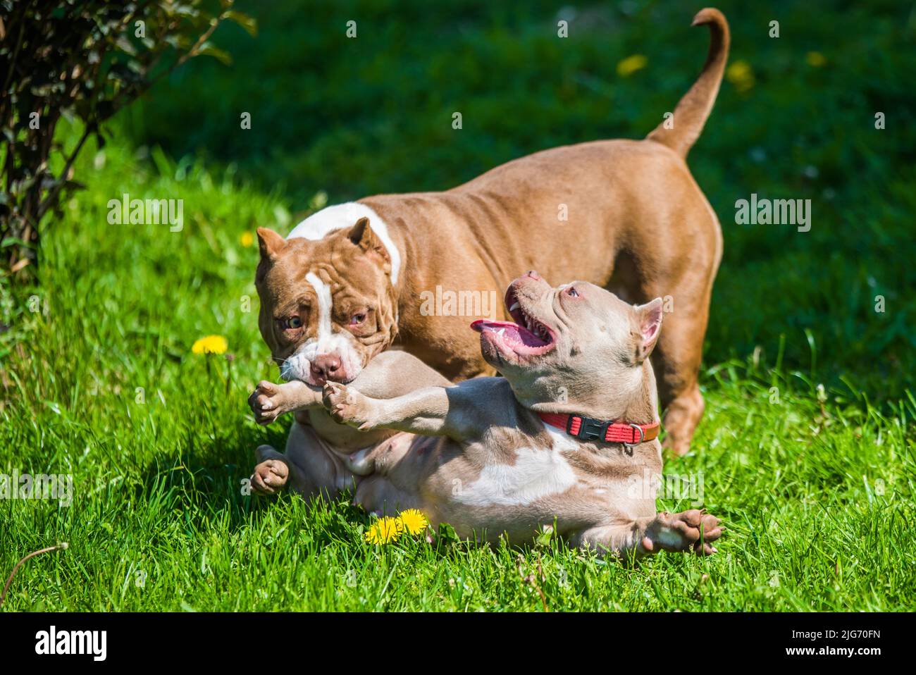 American Bully puppies dogs are playing on nature Stock Photo - Alamy