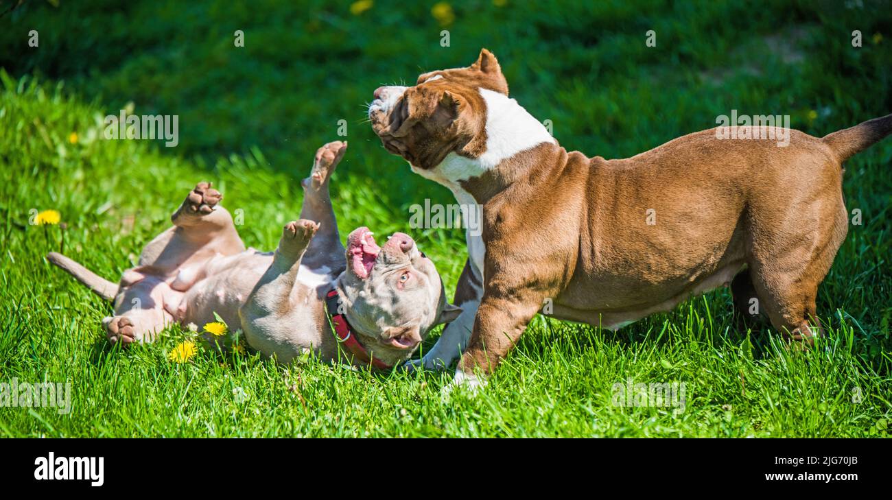 American Bully puppies dogs are playing on nature Stock Photo - Alamy