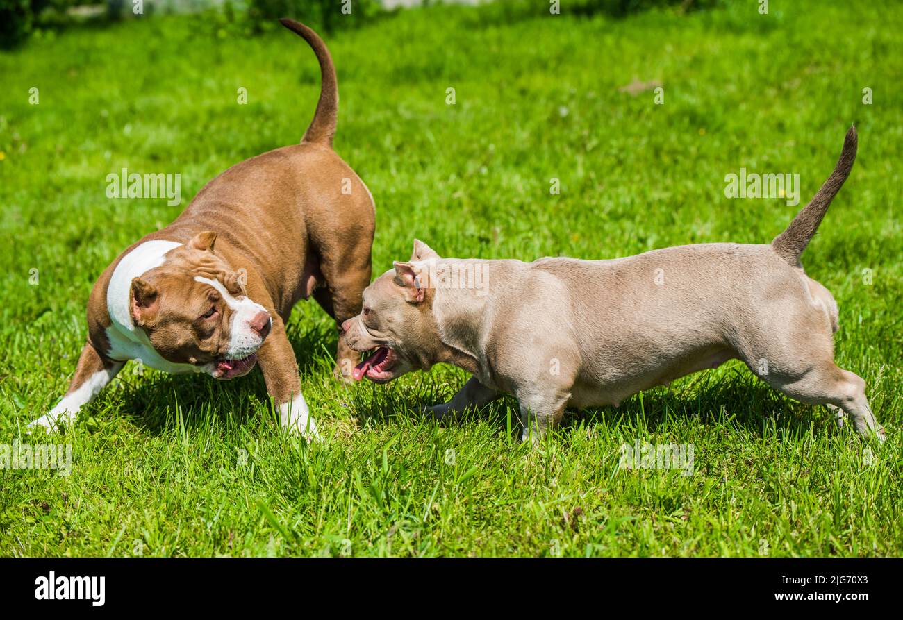 American Bully puppies dogs are playing on nature Stock Photo - Alamy
