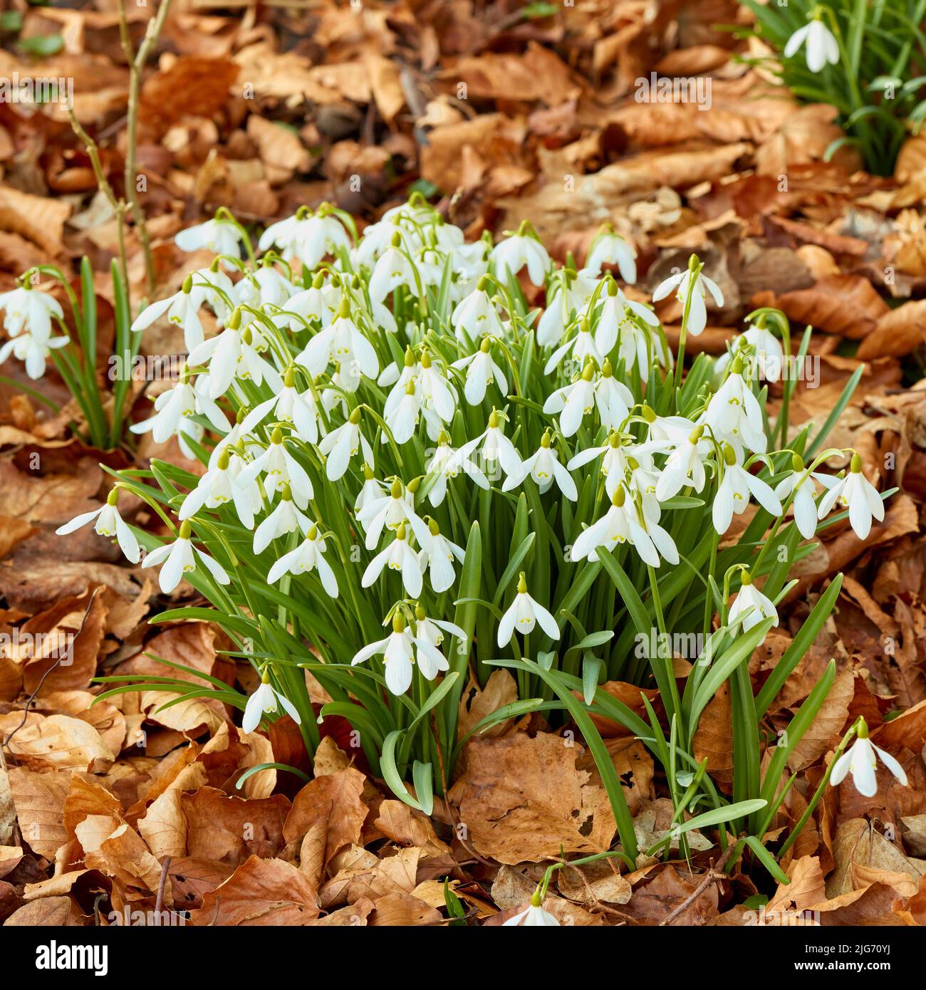 Forest plant species hi-res stock photography and images - Alamy