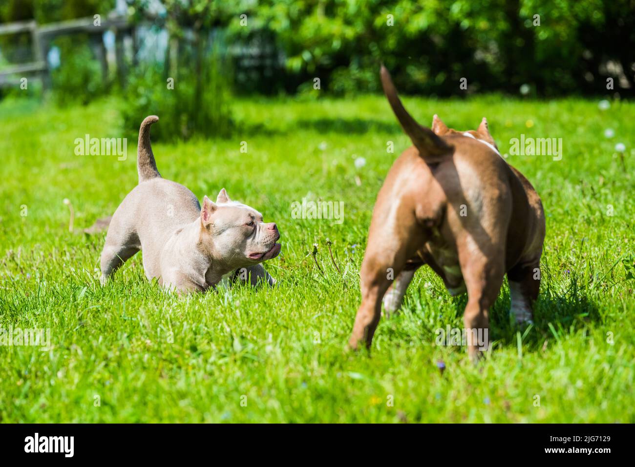 American Bully puppies dogs are playing on nature Stock Photo - Alamy