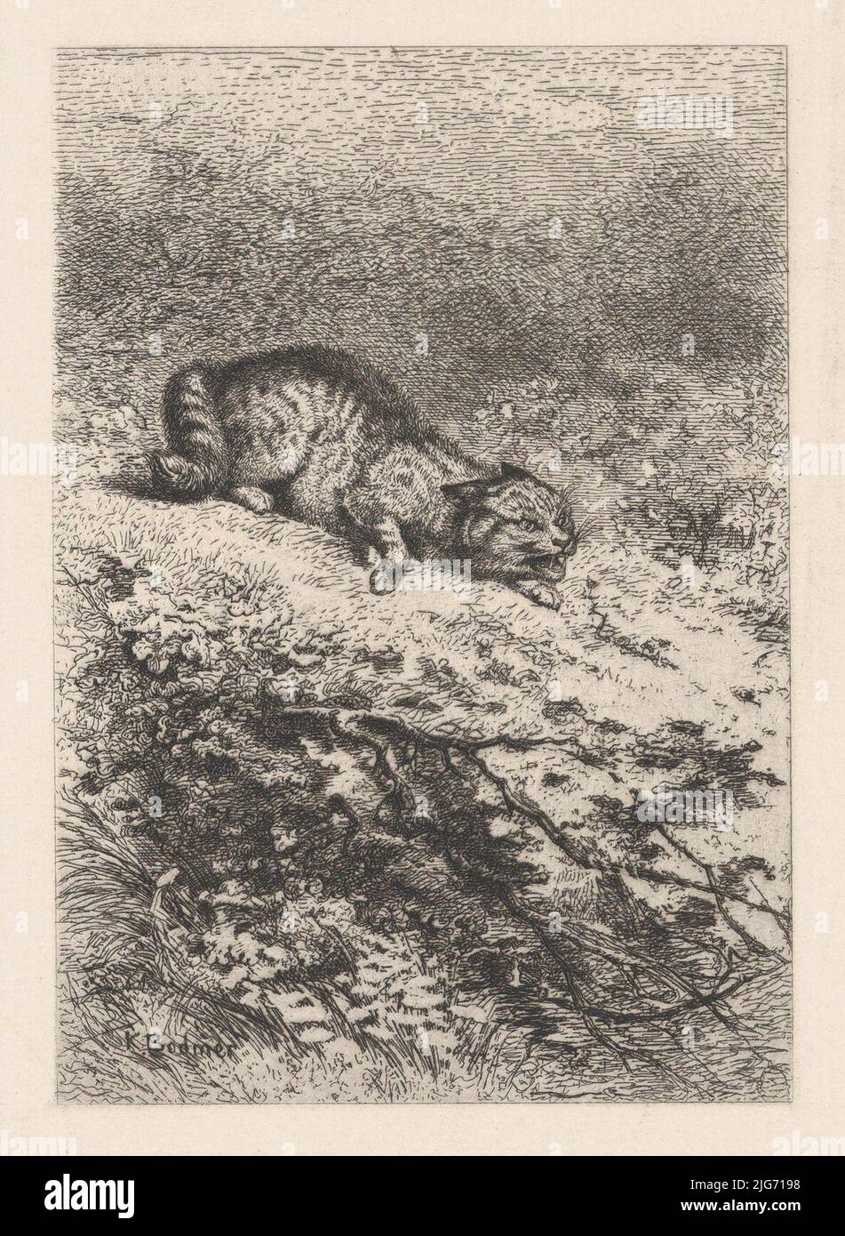 Cats 1860 history historical hi-res stock photography and images - Alamy