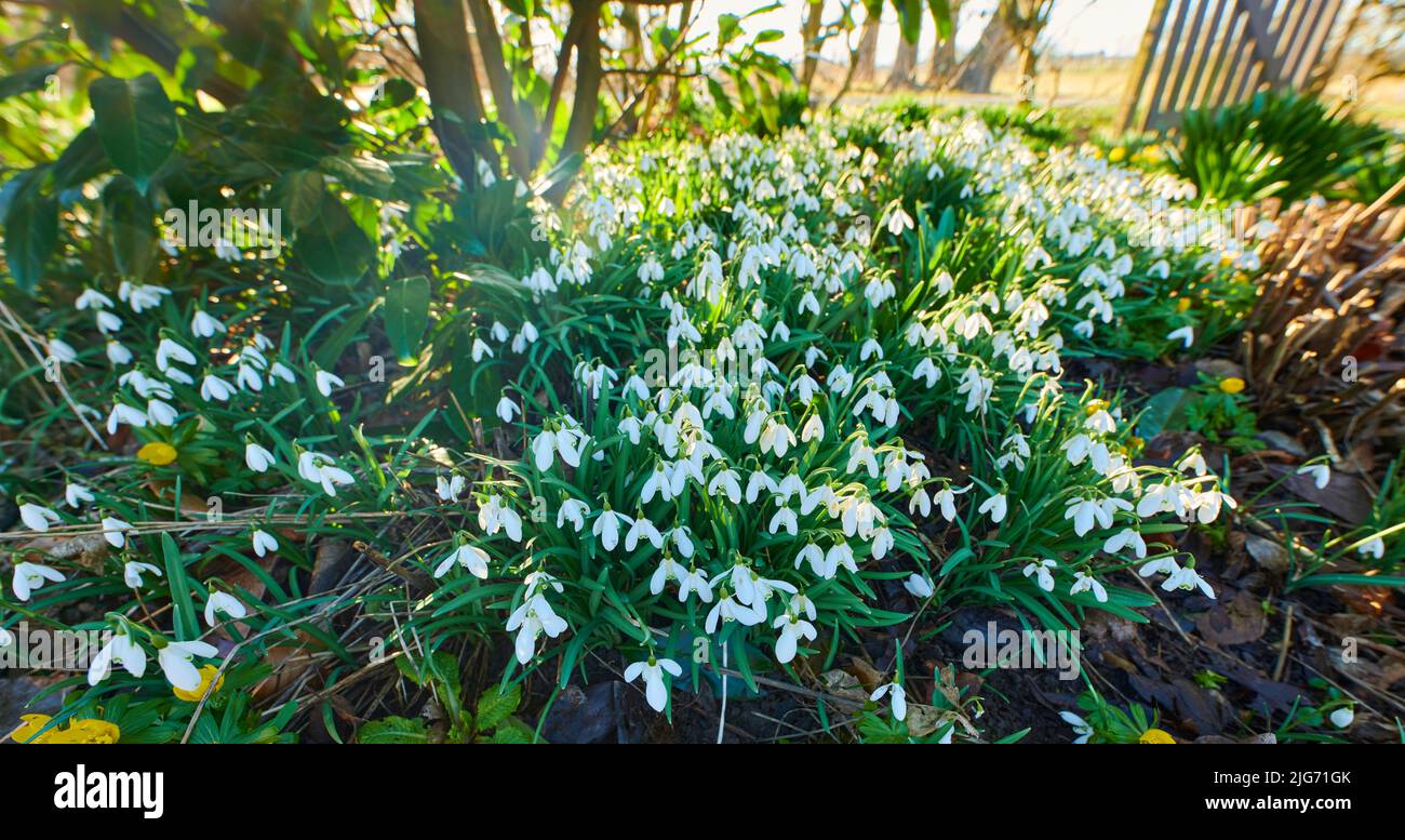 Carl linnaeus plant hi-res stock photography and images - Alamy