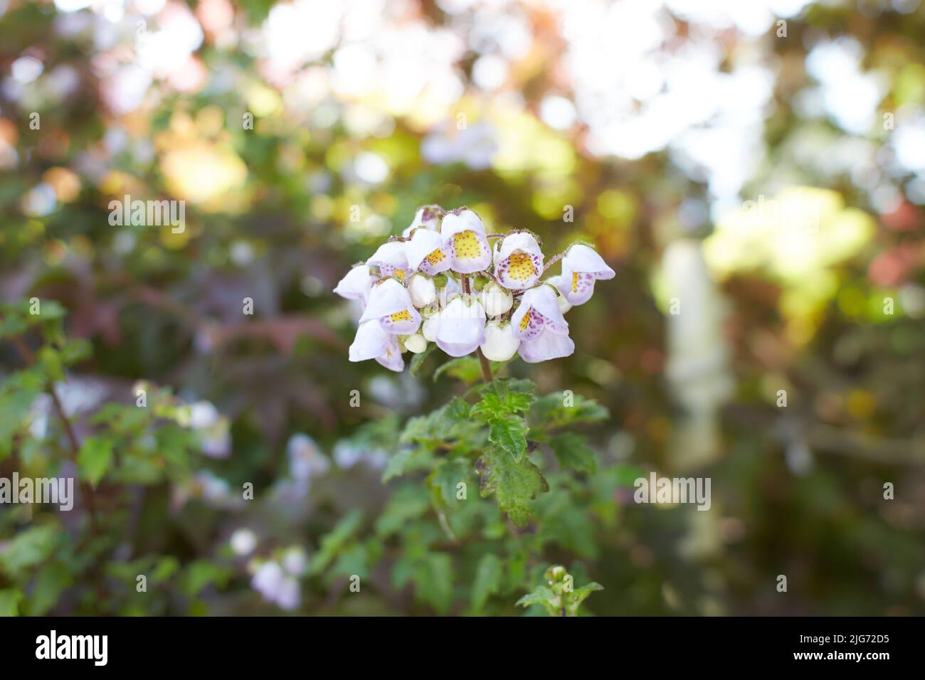 Beautiful Bell-Shaped flowers growing in Dublin, Ireland Stock Photo ...