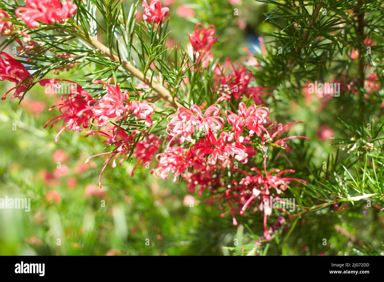 A Rosemary grevillea bush with small red flowers growing in a garden ...