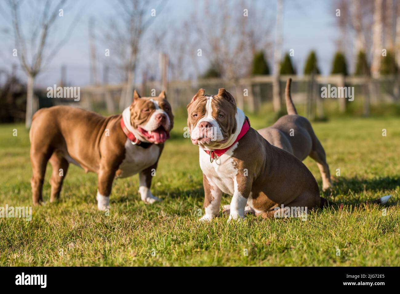 Two Chocolate color American Bully dogs are walking Stock Photo - Alamy