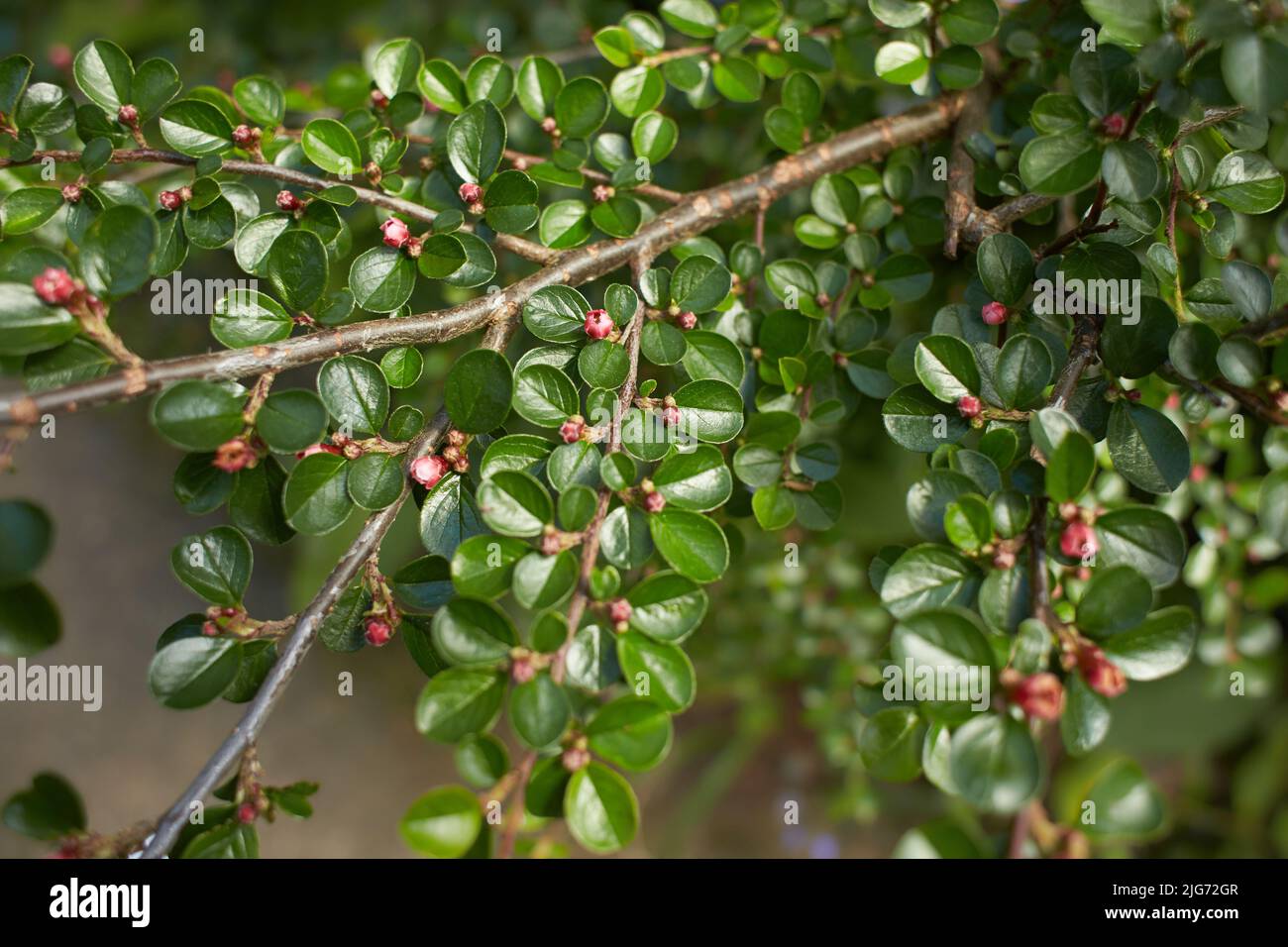 Growing turkey berry plant hi-res stock photography and images - Alamy