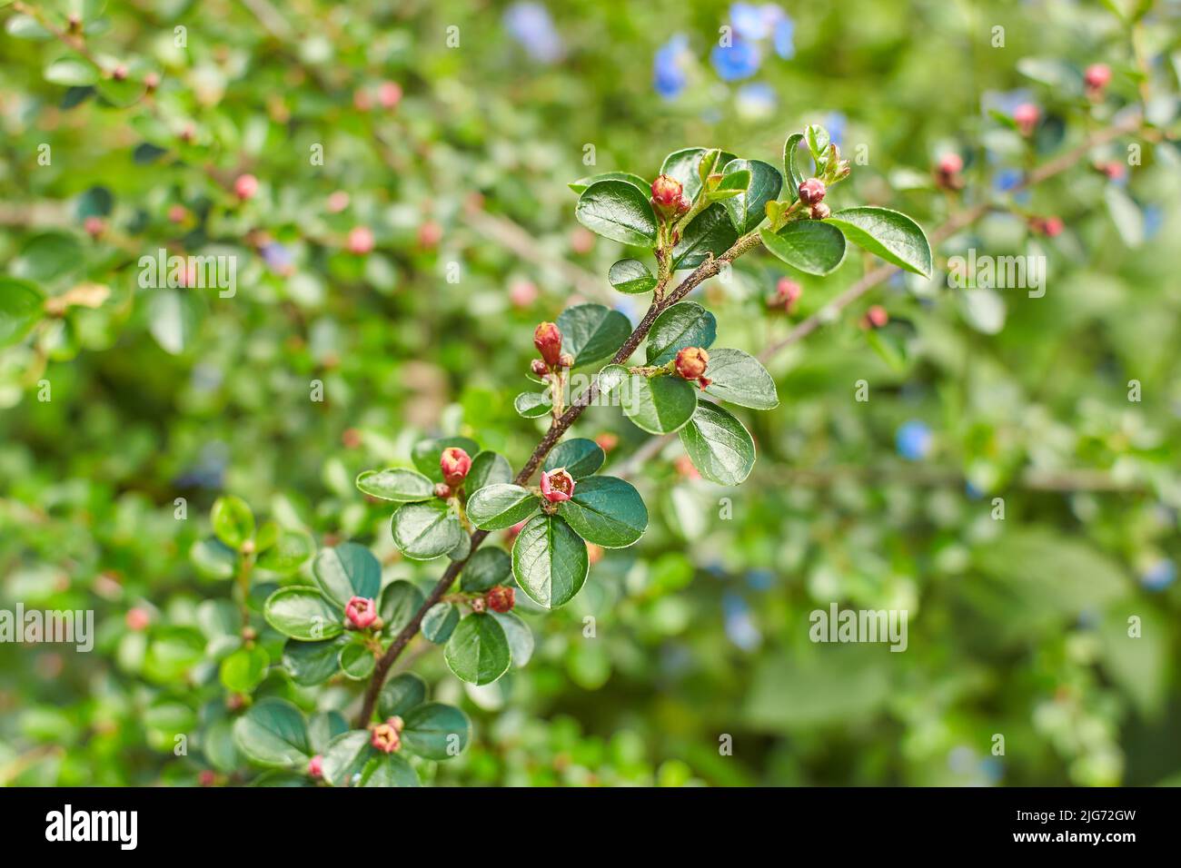 Growing turkey berry plant hi-res stock photography and images - Alamy