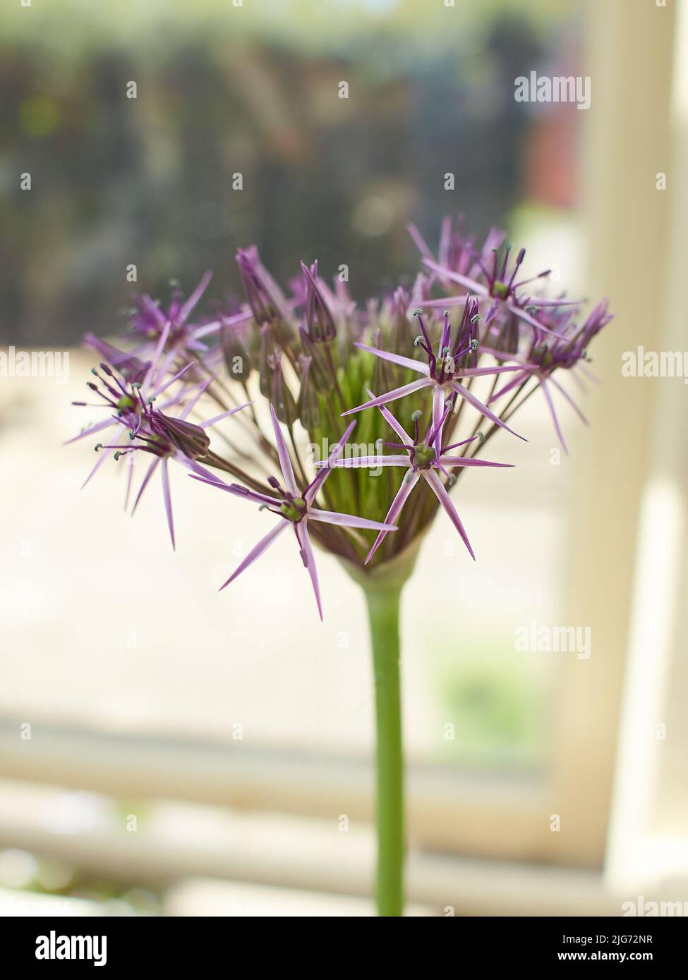 Allium cristophii, the Persian onion or star of Persia, is a species of ...