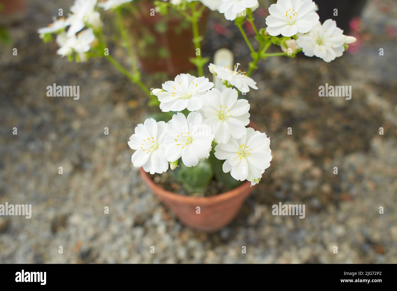 Lewisia cotyledon “Alba” flower growing in pot Stock Photo - Alamy