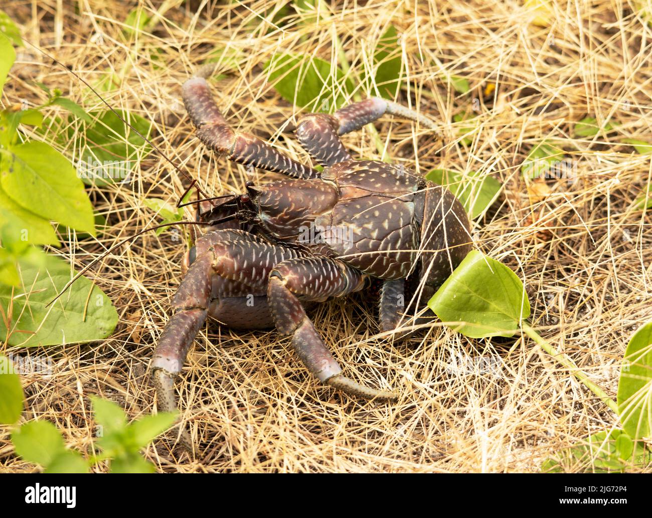 Largest of the terrestrial Land Crab family, the Coconut Crab has been ...