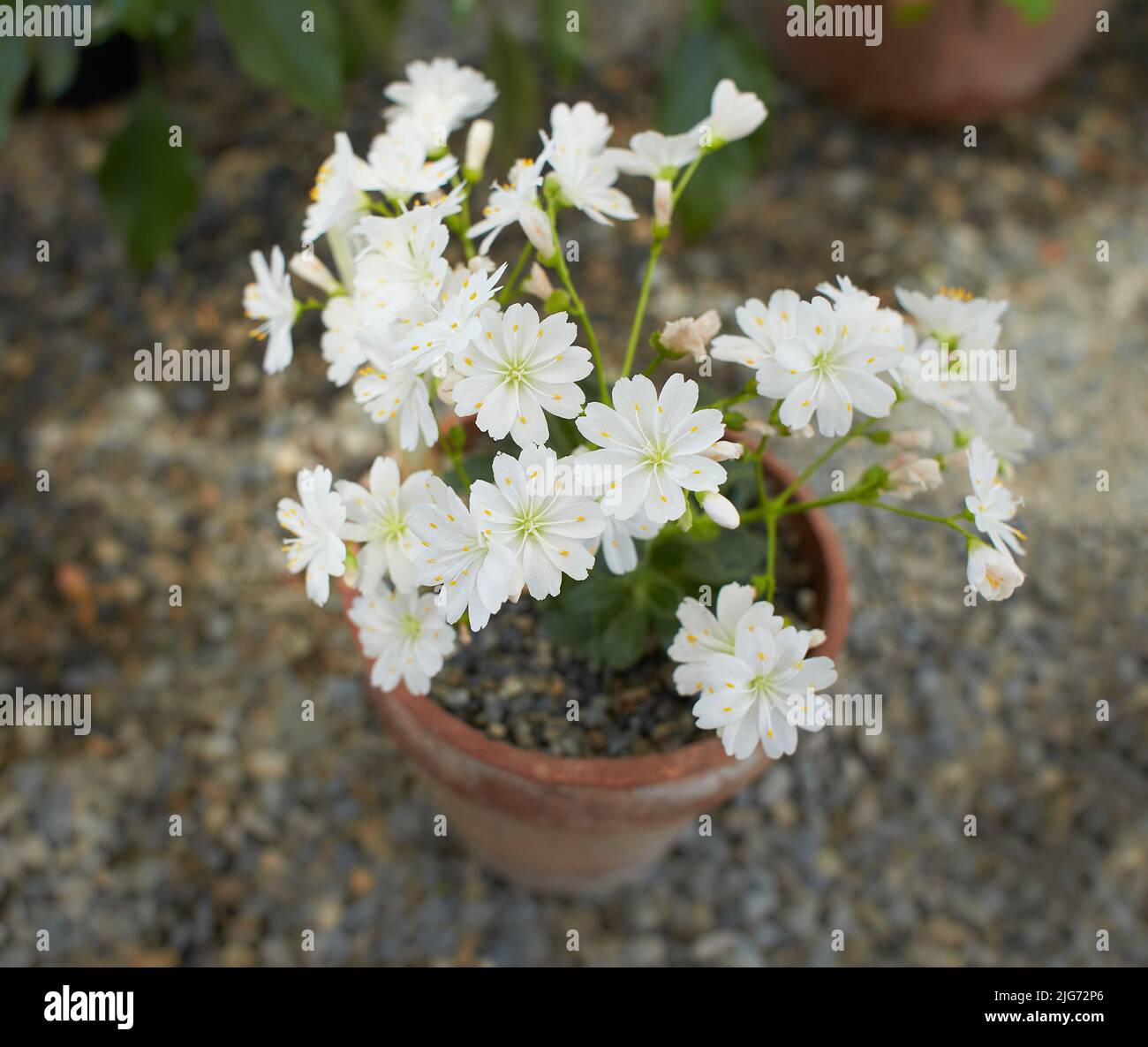 Lewisia cotyledon “Alba” flower growing in pot Stock Photo - Alamy