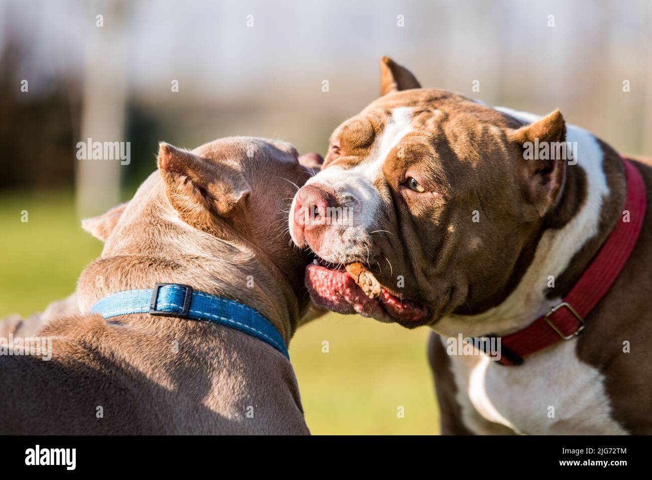 Two Chocolate color American Bully dogs are walking Stock Photo - Alamy