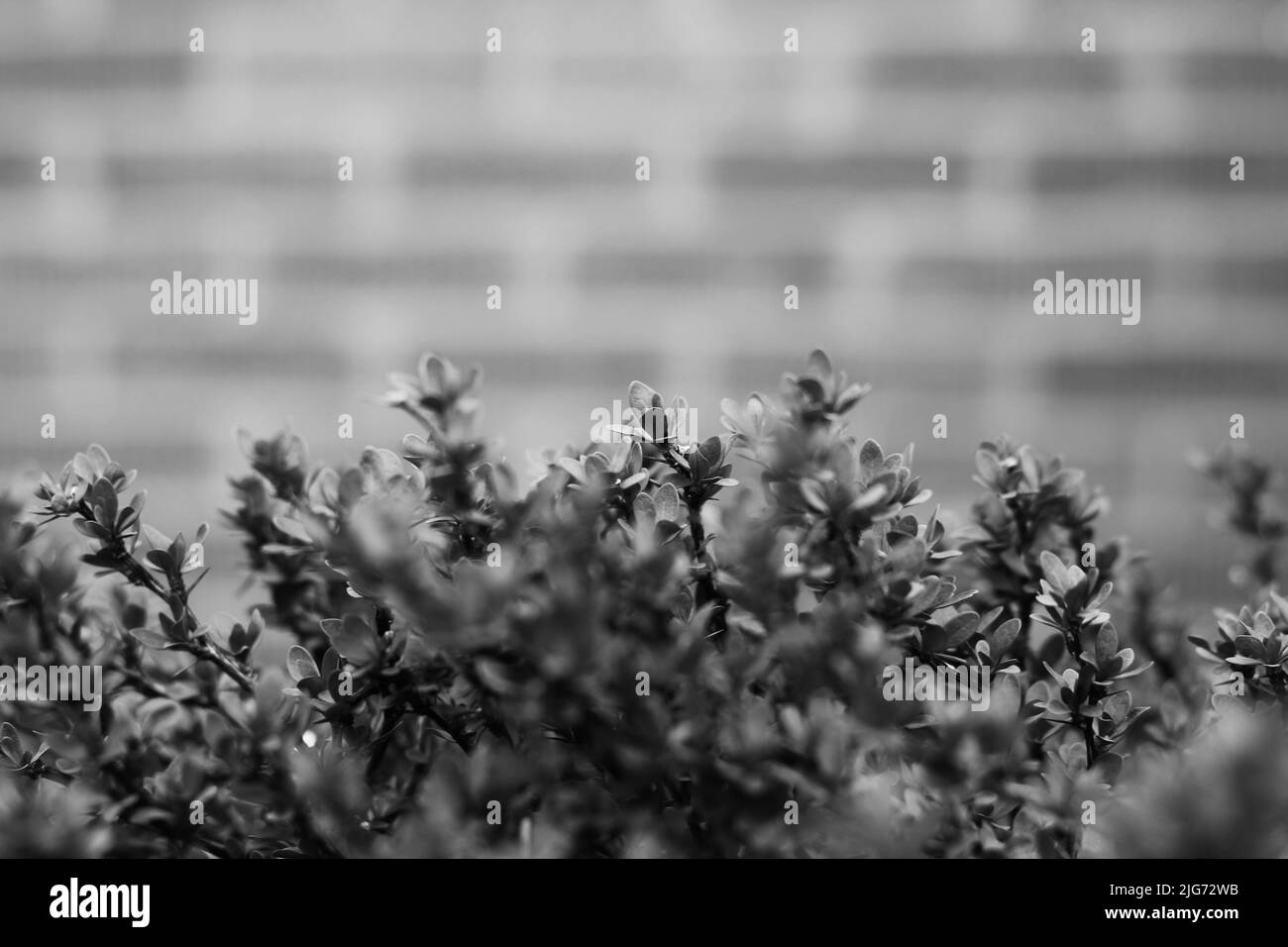 Minimalist view of a leafy bush set against a brick wall in black and ...