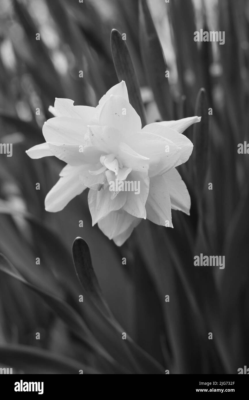 Beautiful spring blossoms growing in the flower garden in black and ...